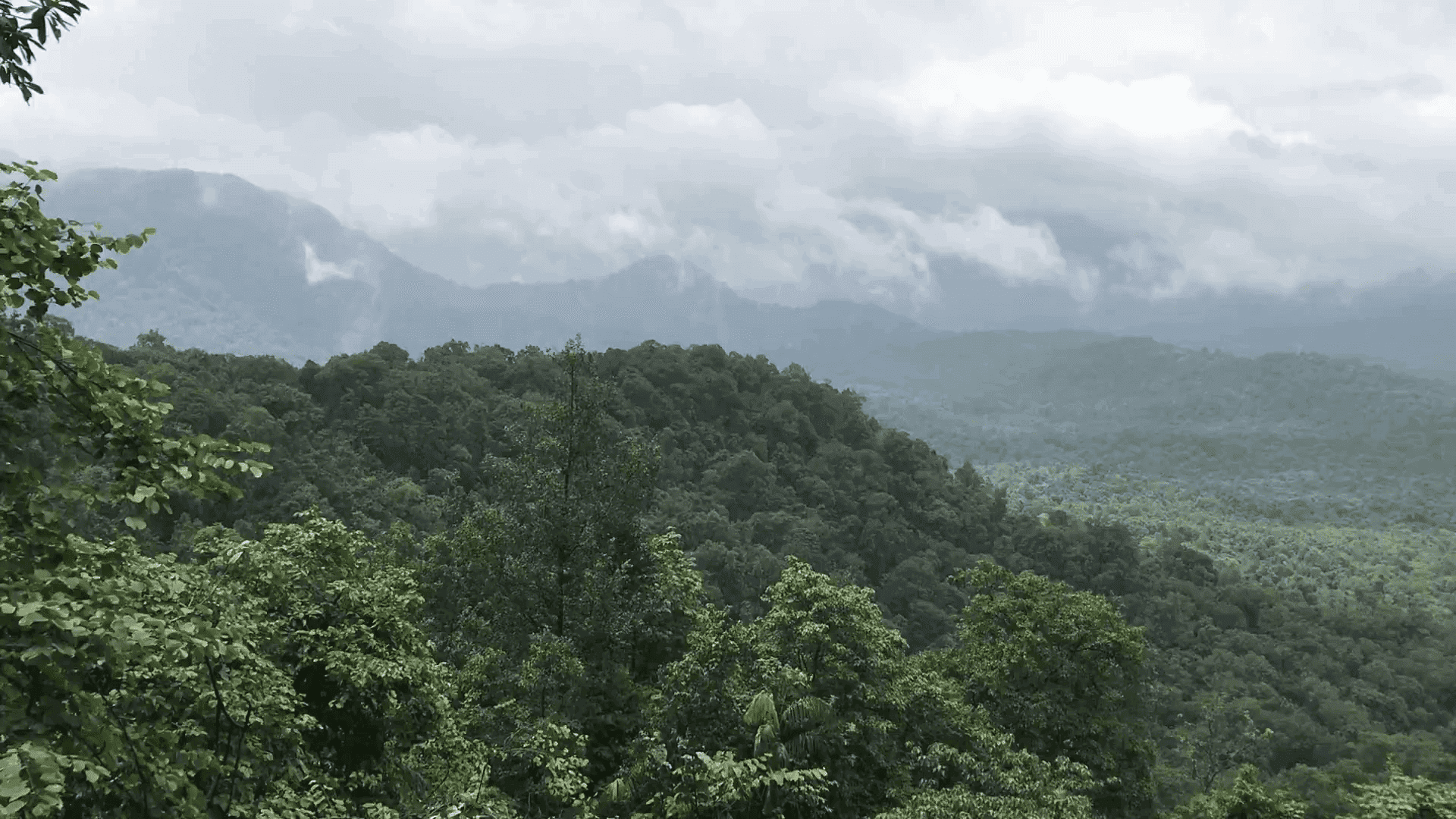 Dancing Frogs of the Western Ghats | Kottigehar Dancing Frog Conservation